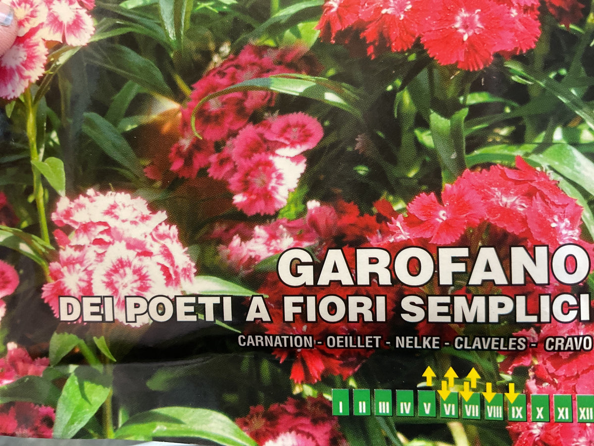 Edible Sweet William 'Carnation' (Seed Packet) – Lancaster's Home and ...