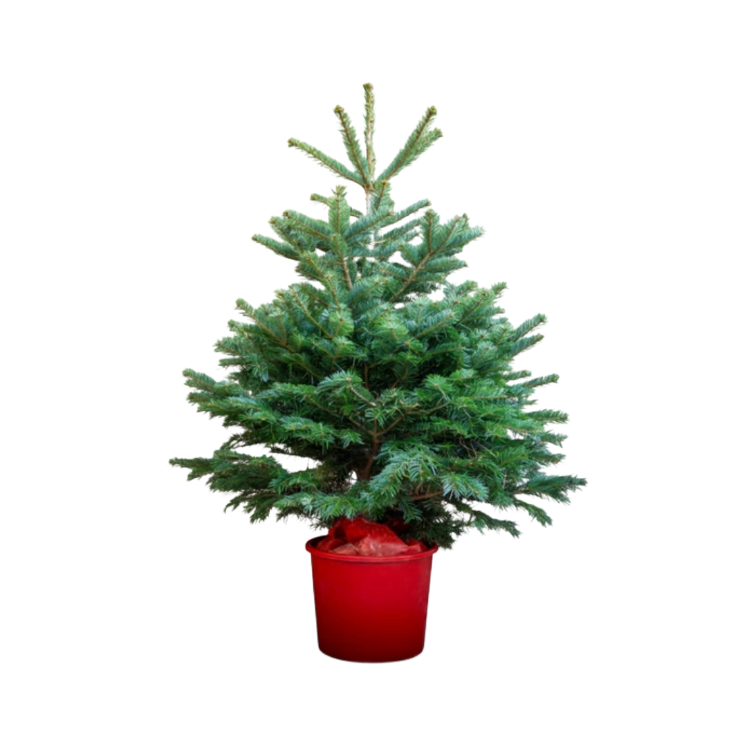 Pot Grown Nordmann Fir Christmas Tree (140+cm) – Lancaster's Home and ...